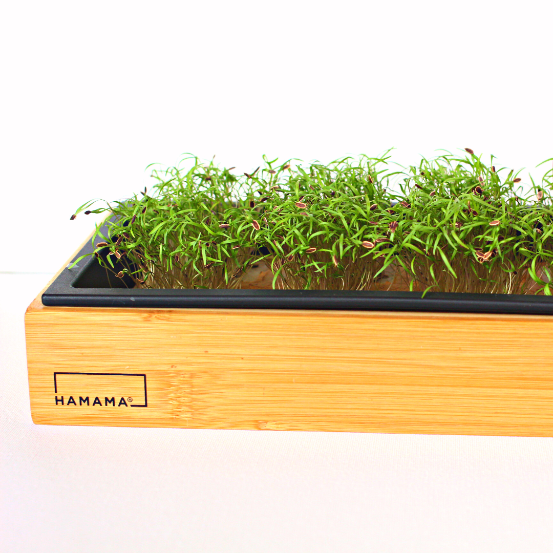 Fresh Dill Growing Guide – Hamama