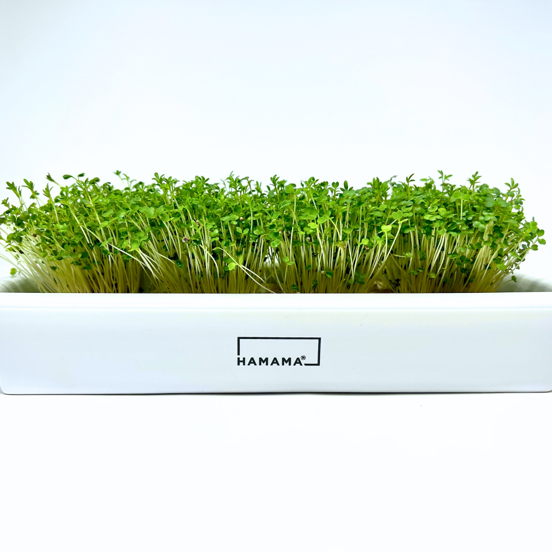 Hot & Peppery Microgreens Growing Guide – Hamama