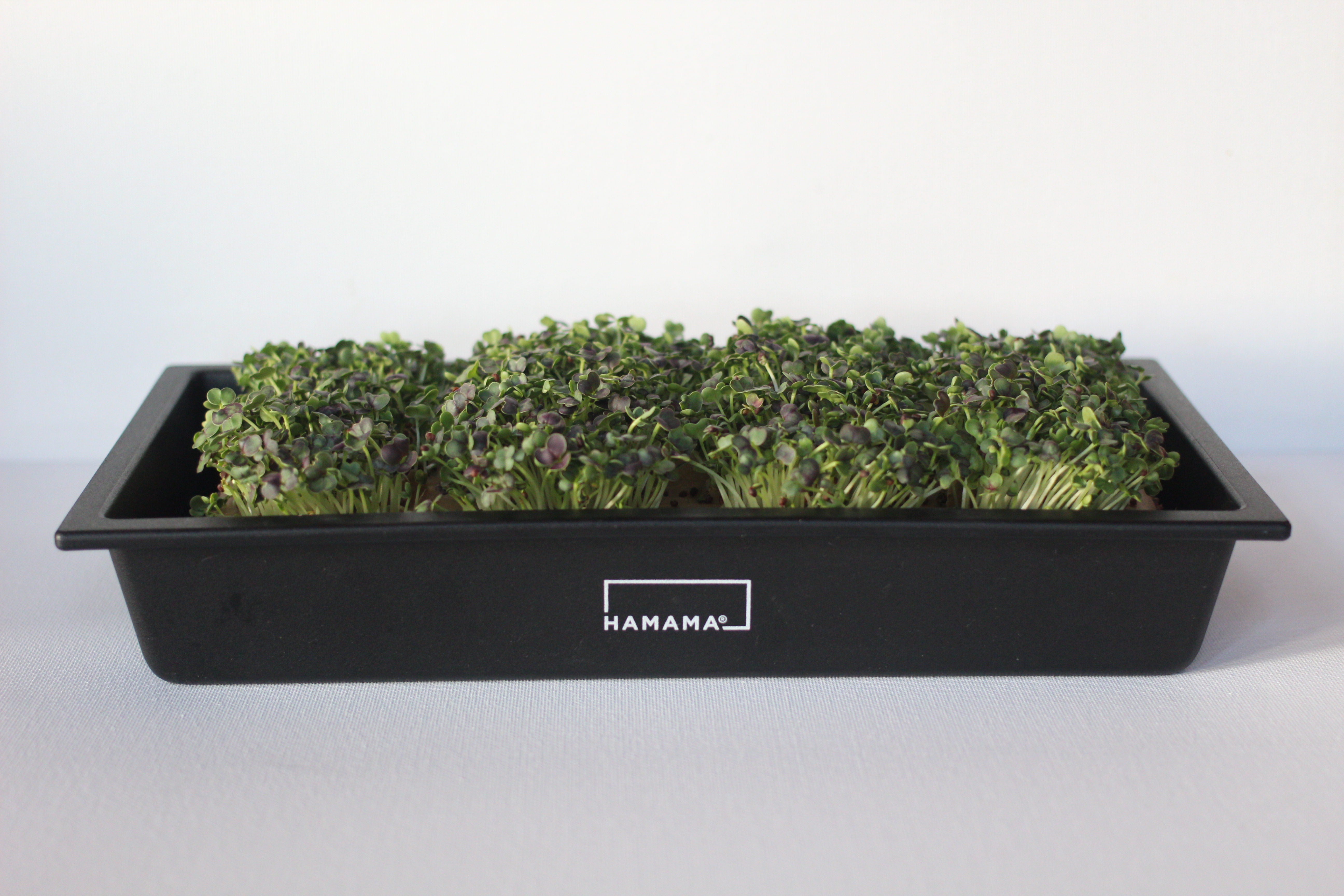Succulent Bok Choy Microgreens Growing Guide – Hamama