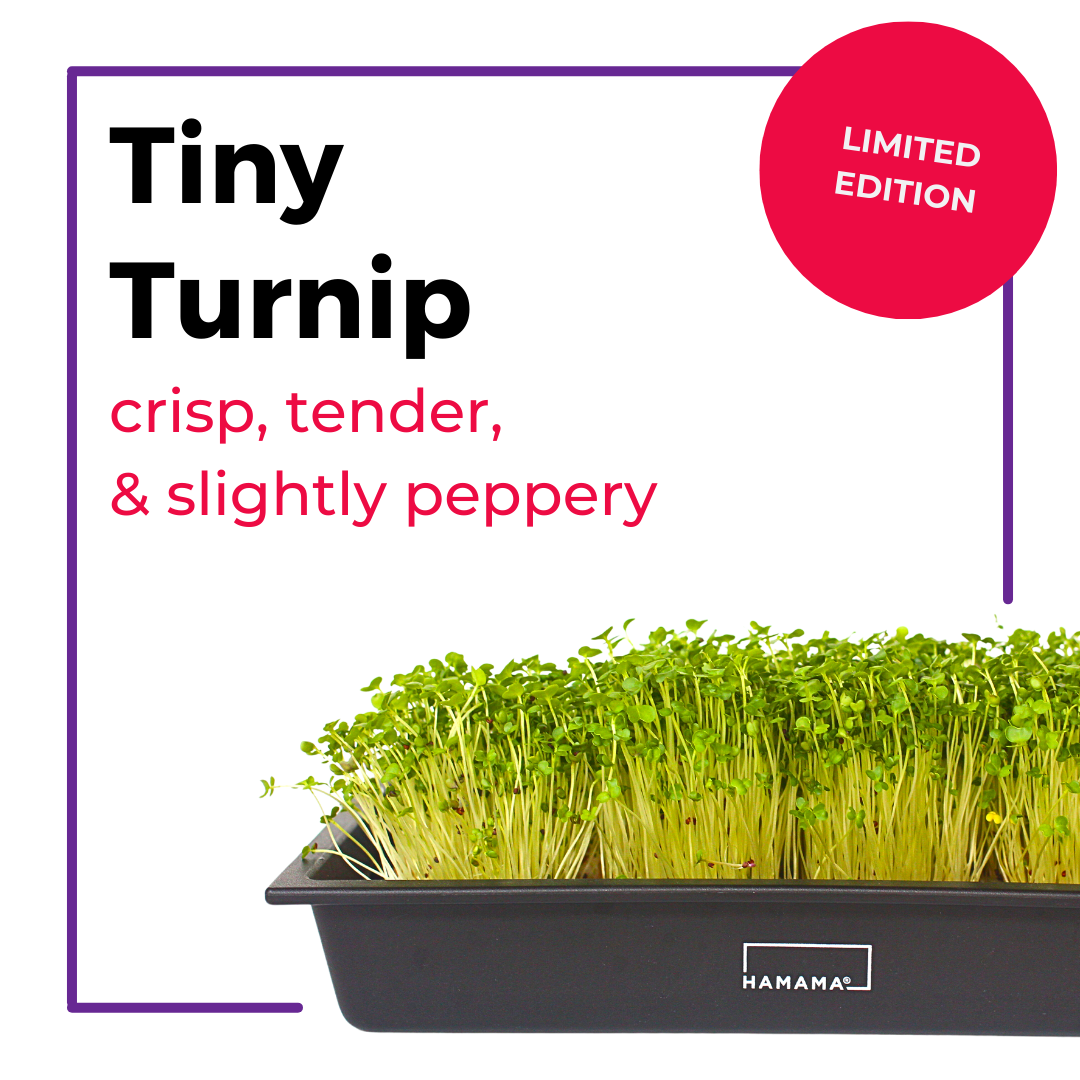 Tiny Turnip Seed Quilts – Hamama