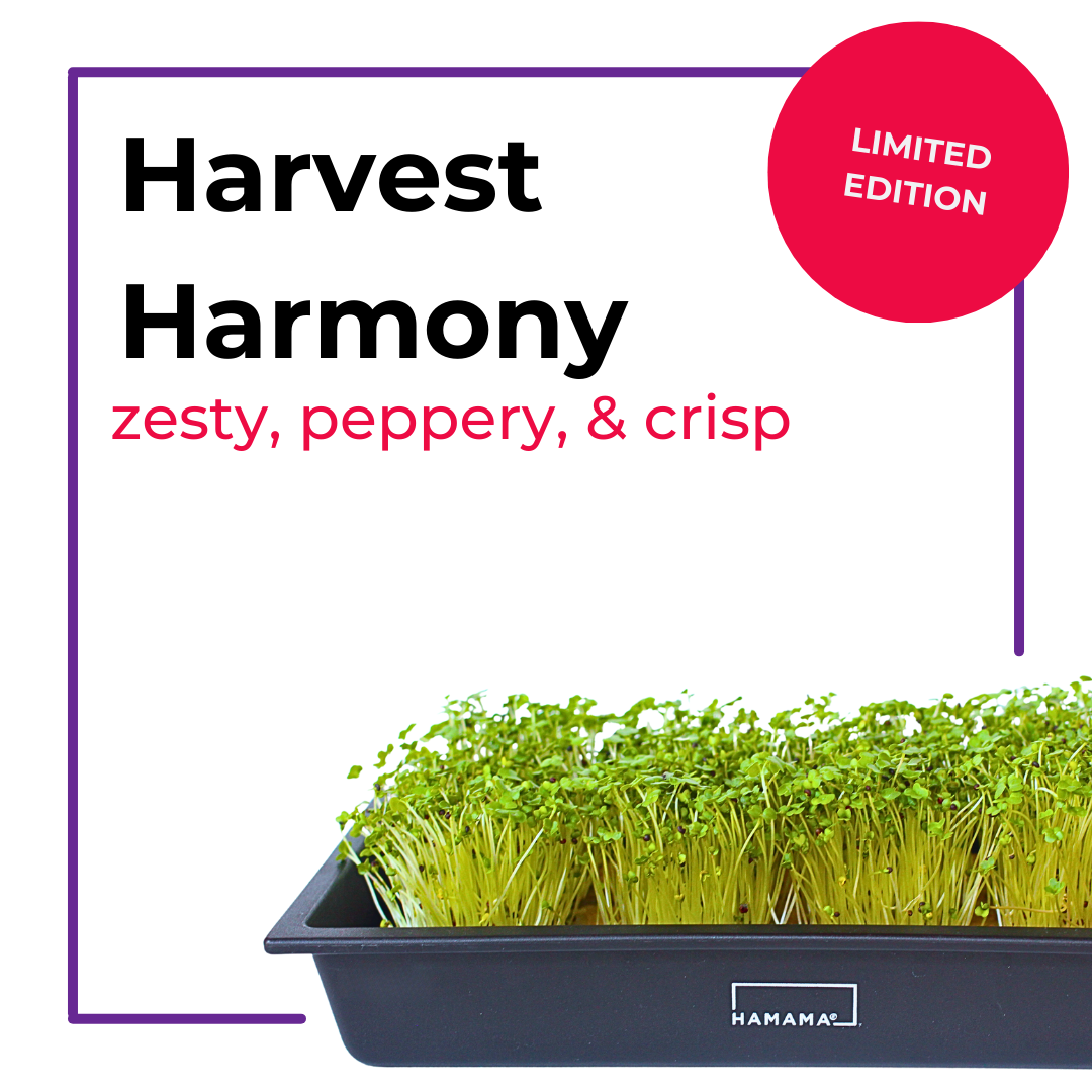Harvest Harmony Blend 3-Pack Combo – Hamama