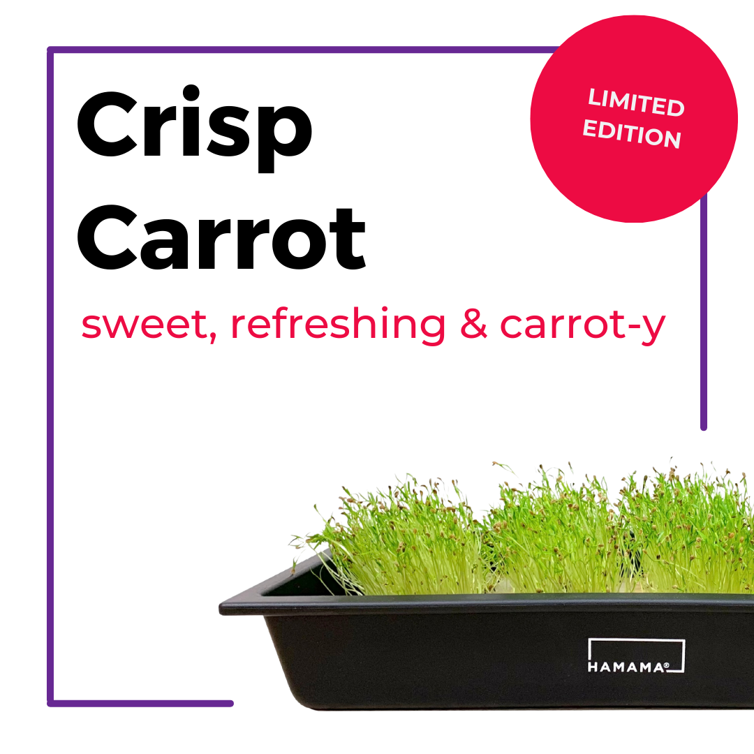 Crisp Carrot Seed Quilts – Hamama