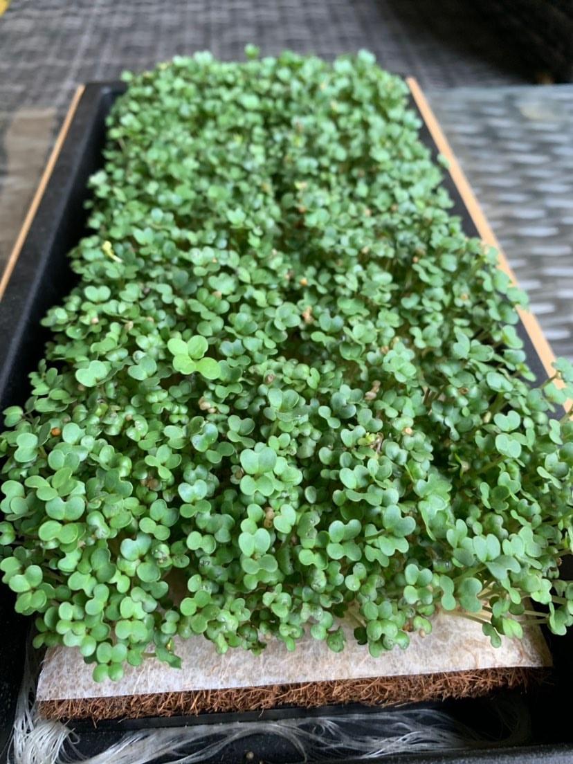 Diary of a Hot Wasabi Mustard Microgreen! 🔥🌱 – Hamama
