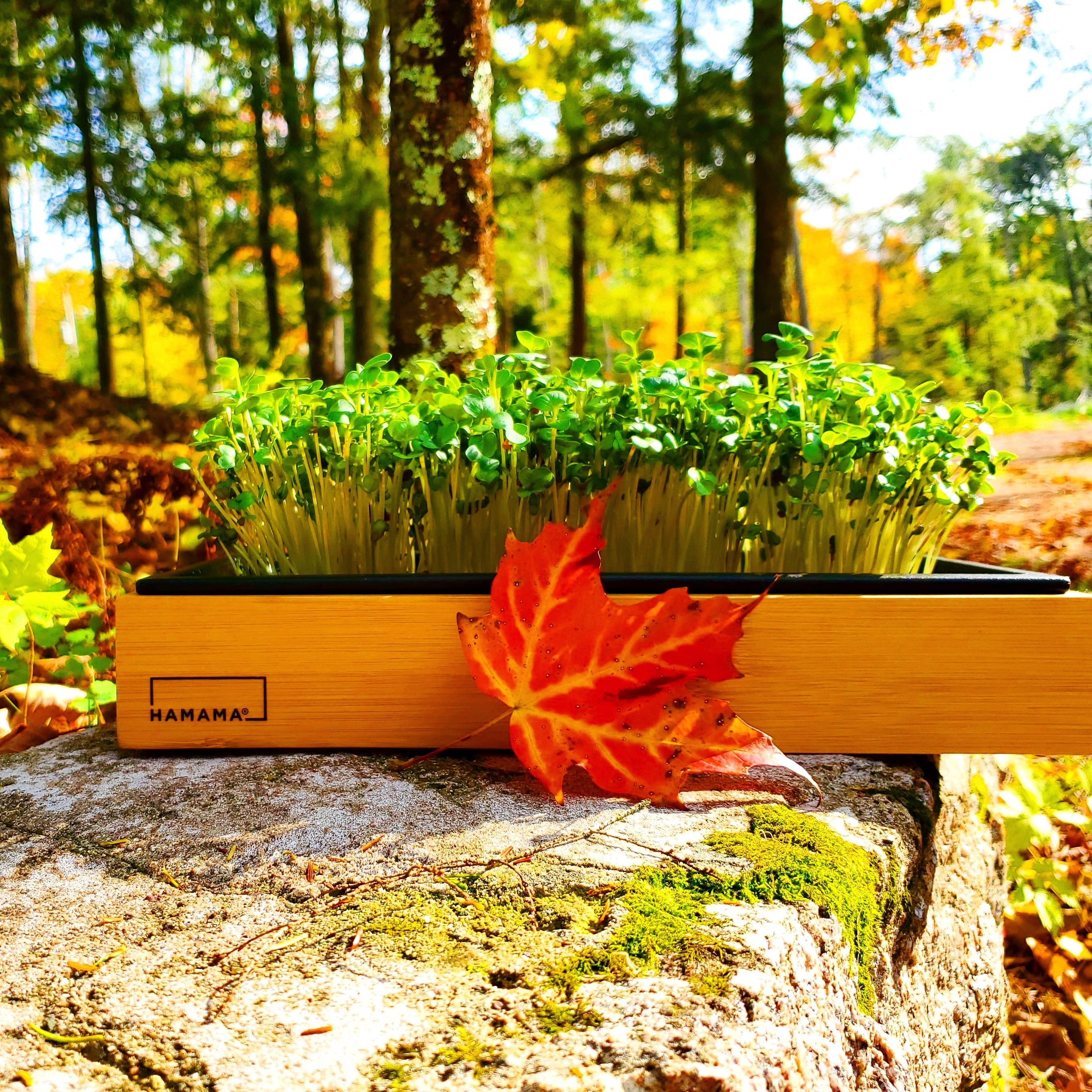 Expand your Hamama Garden this Fall