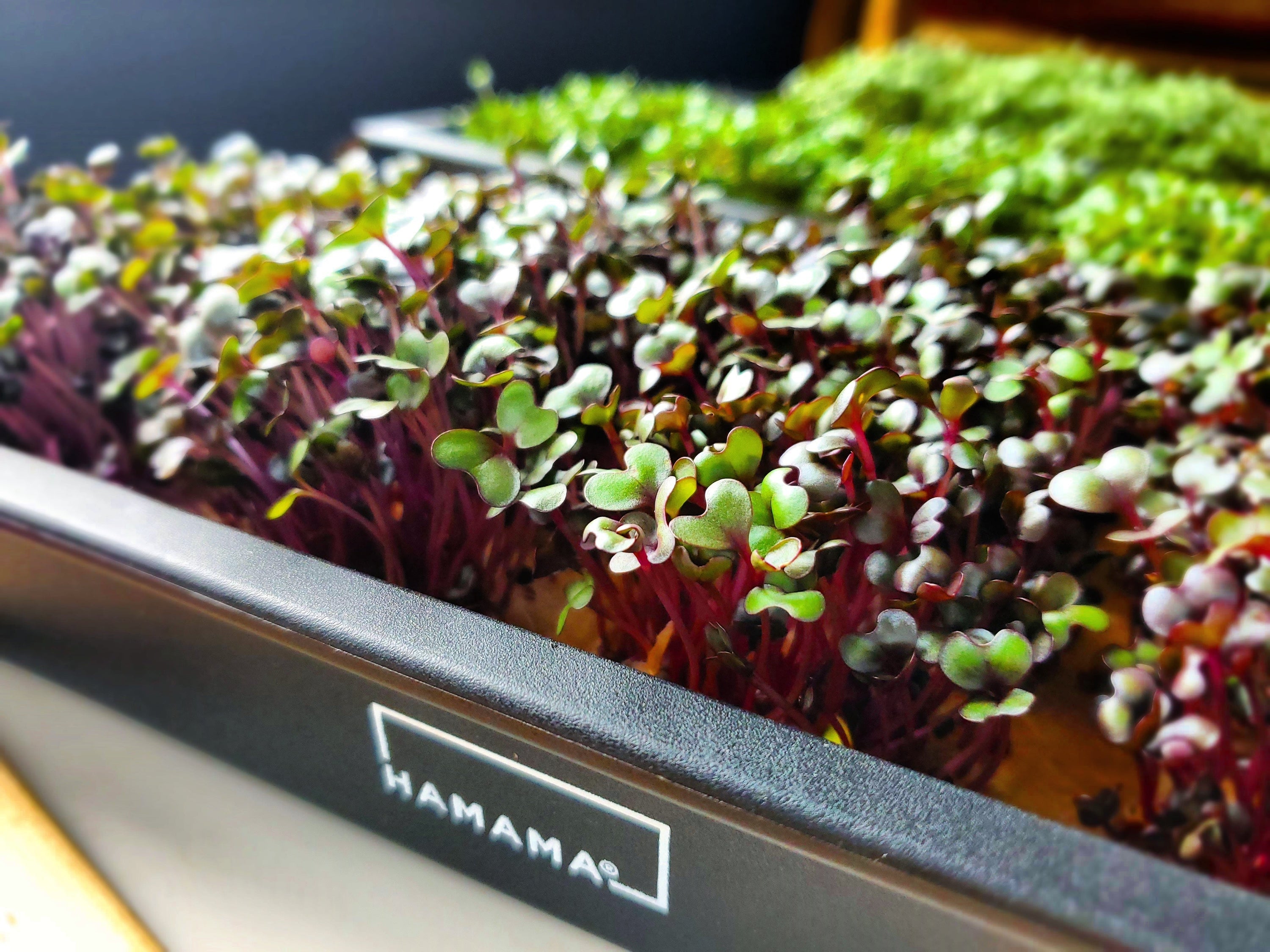 Meet Your Microgreens! – Hamama