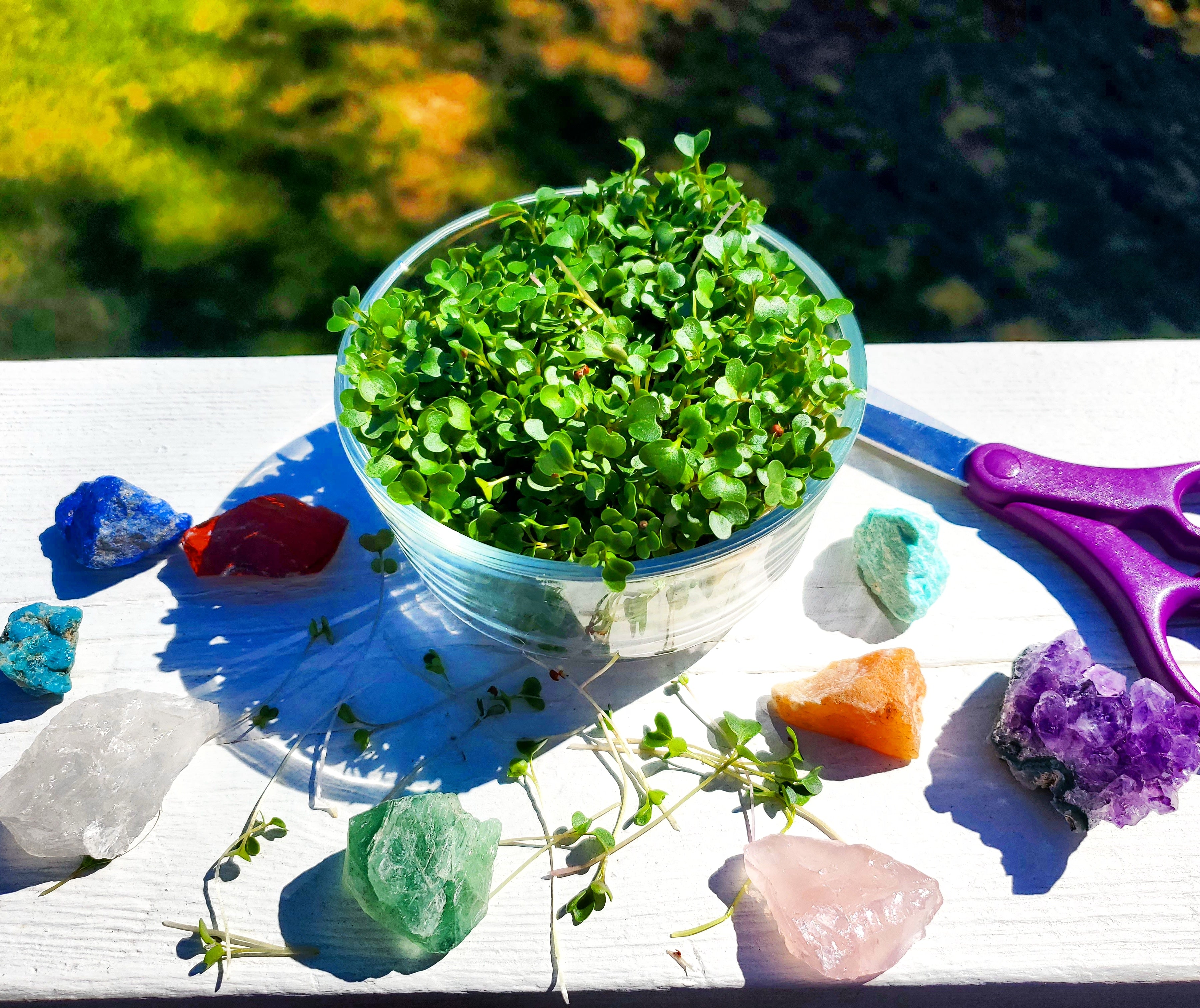 Lentil and Kale: Nutrient-Rich Whole Food Sources – Hamama