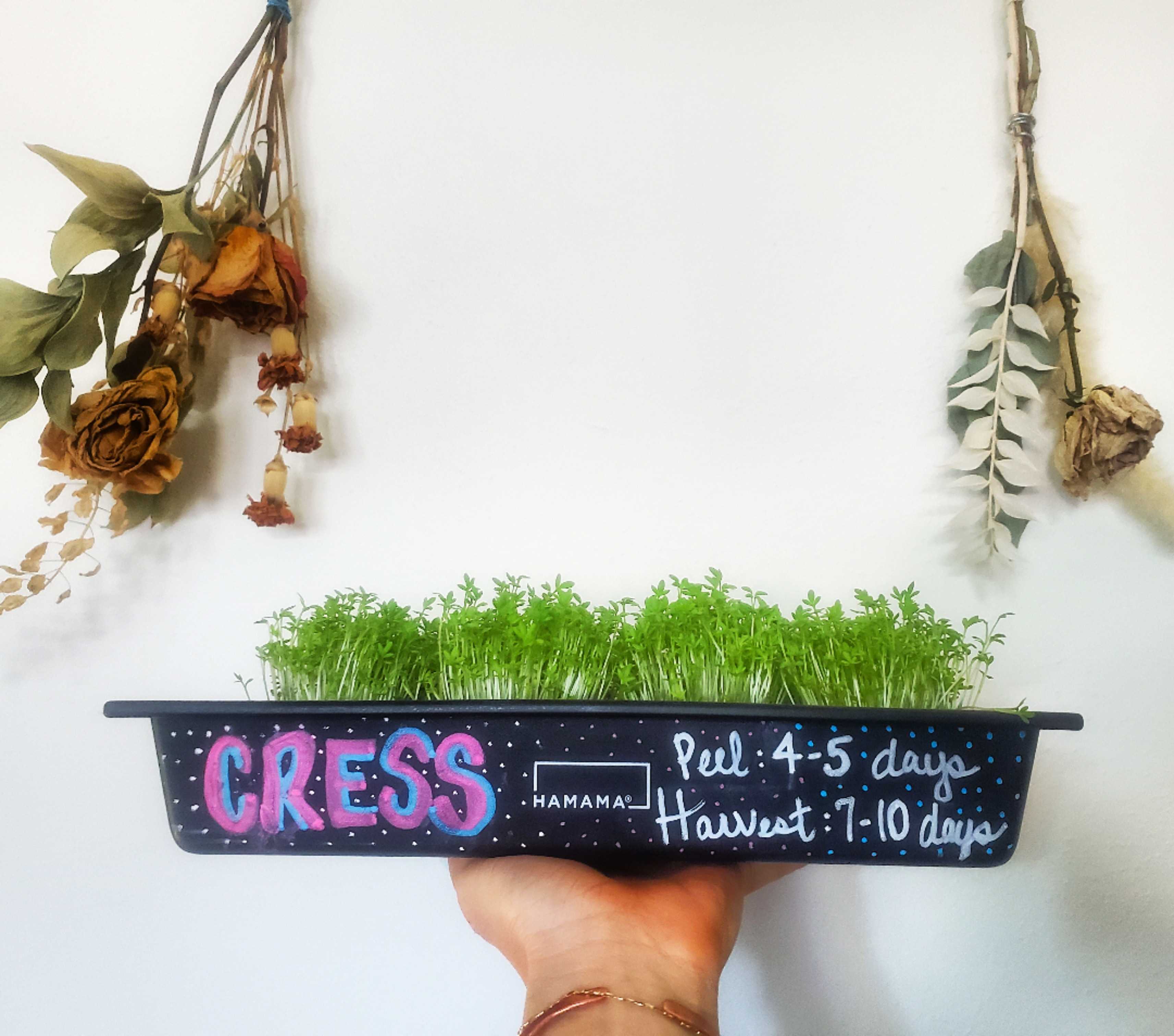 Garden Cress Growing Diary – Hamama