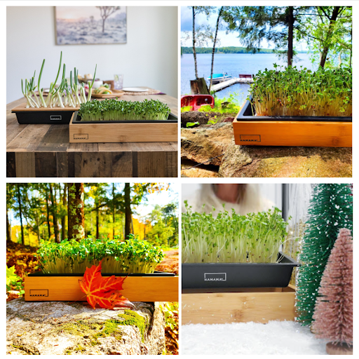 Grow Food Indoors All Year Long – Hamama