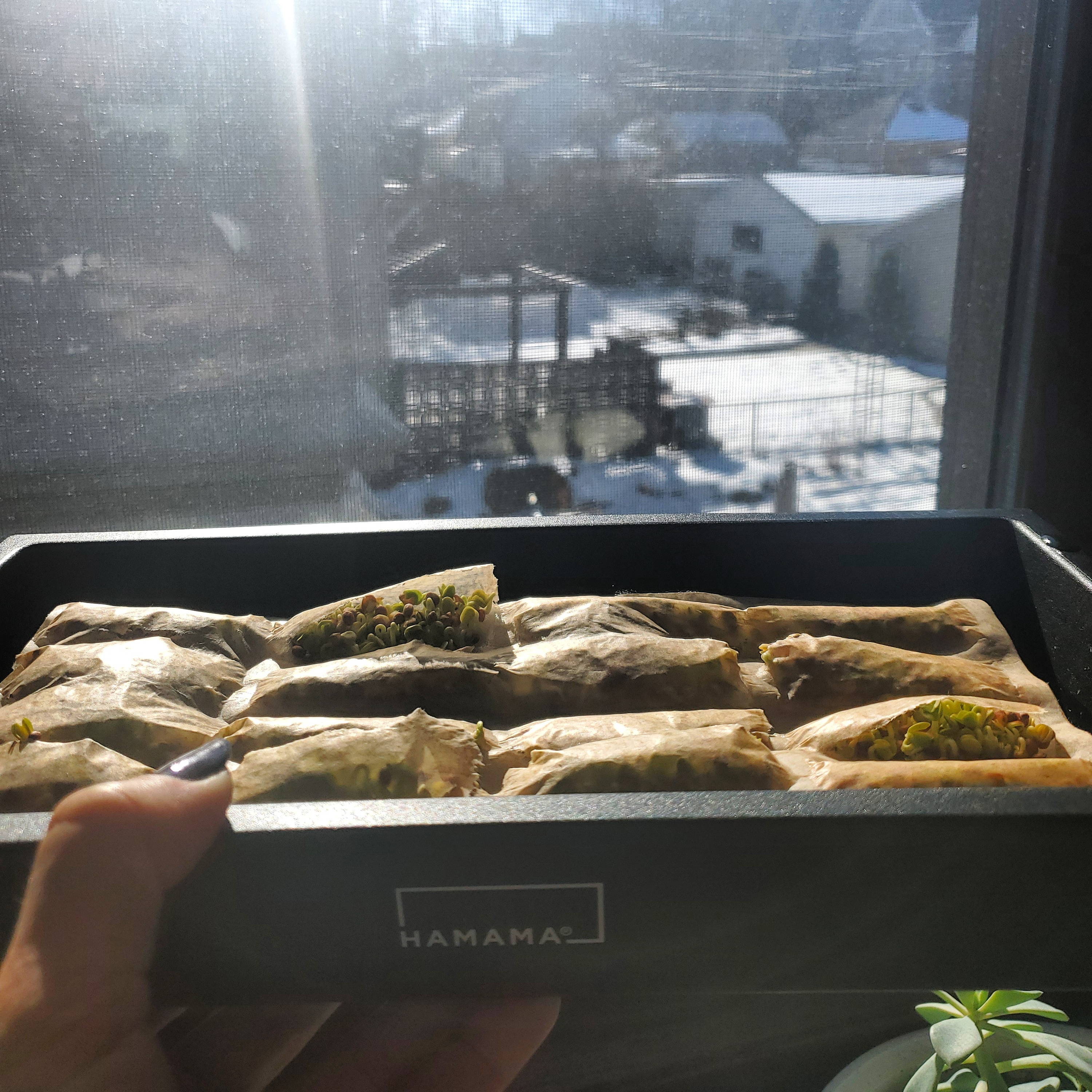 Winter Growing Tips – Hamama