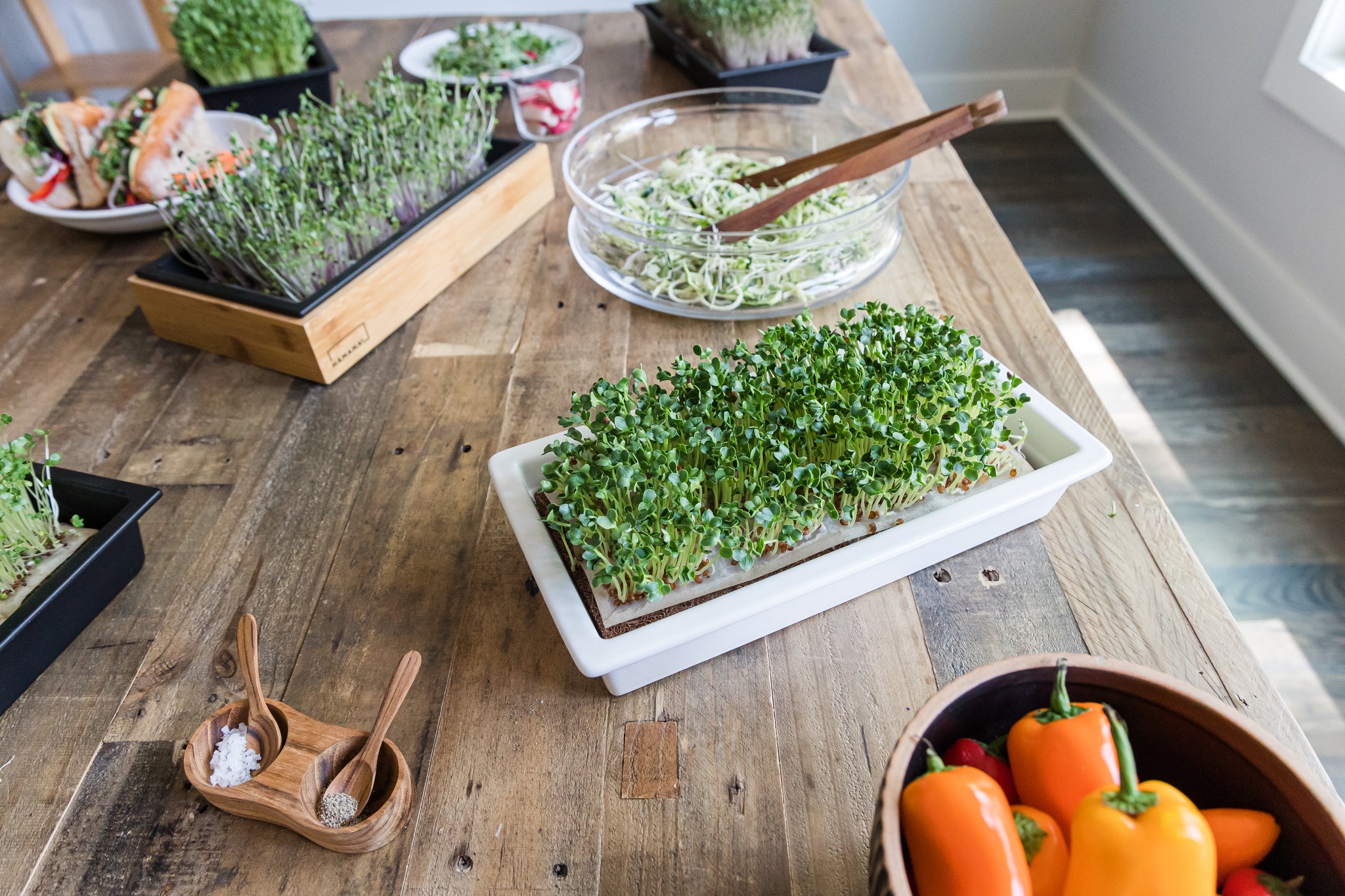 Microgreens Grow Kit - Ceramic – Hamama