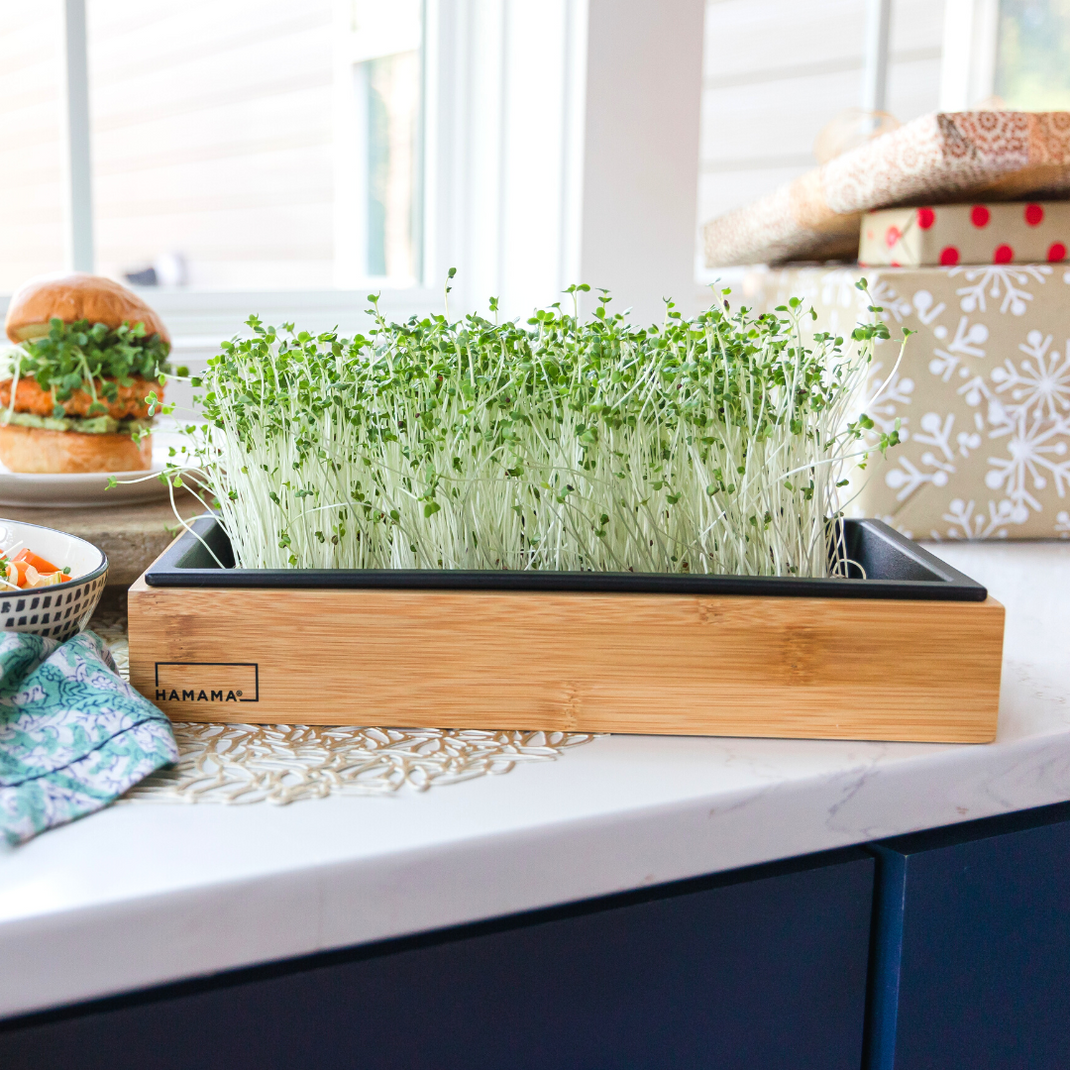 Grow nutritious greens year-round. – Hamama