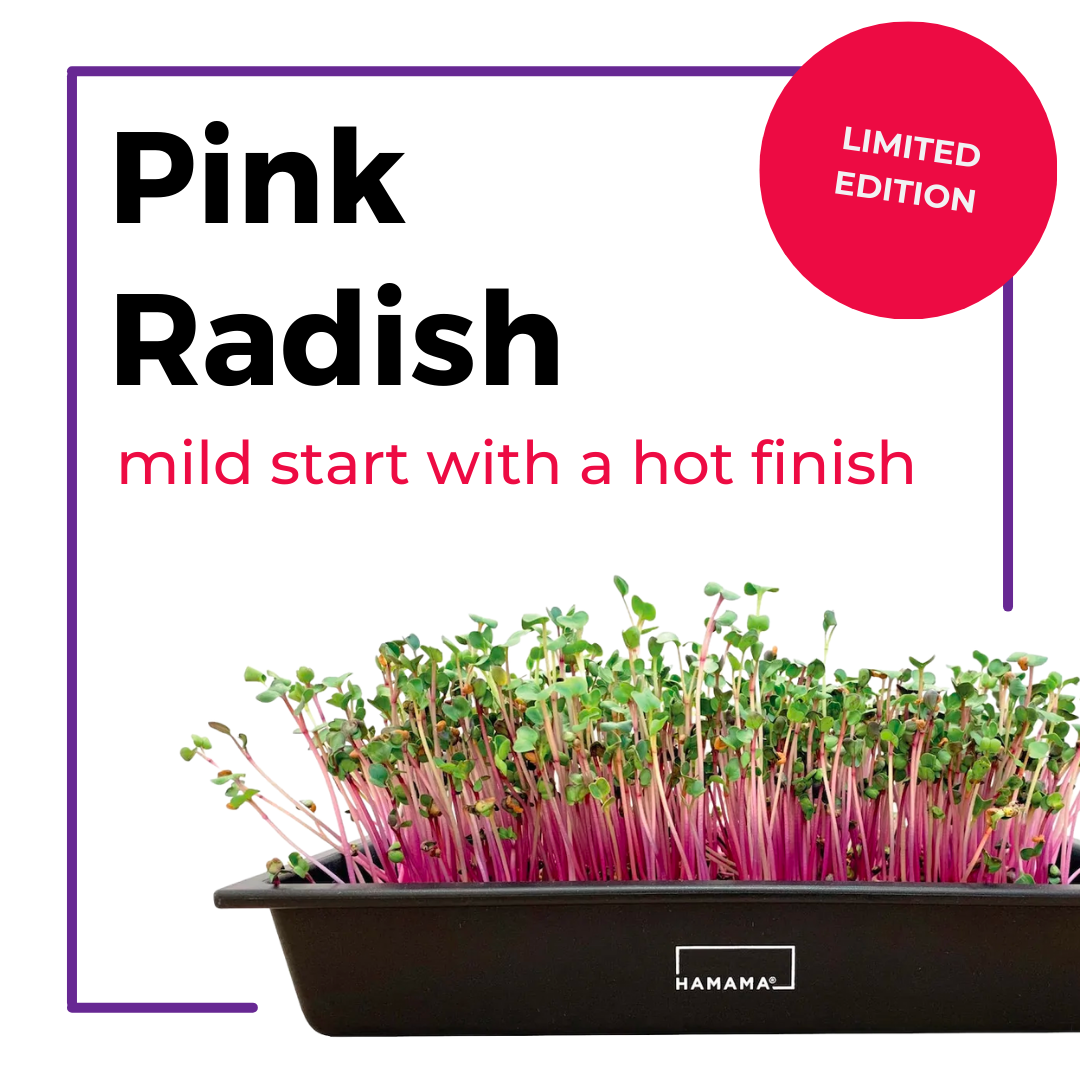 Pink Radish Seed Quilts – Hamama