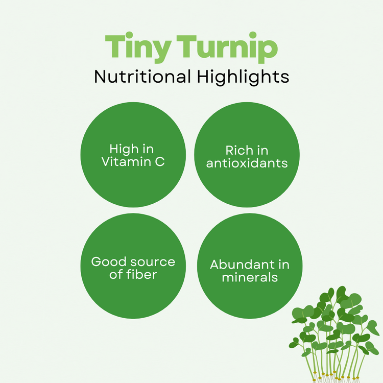 Tiny Turnip Seed Quilts – Hamama