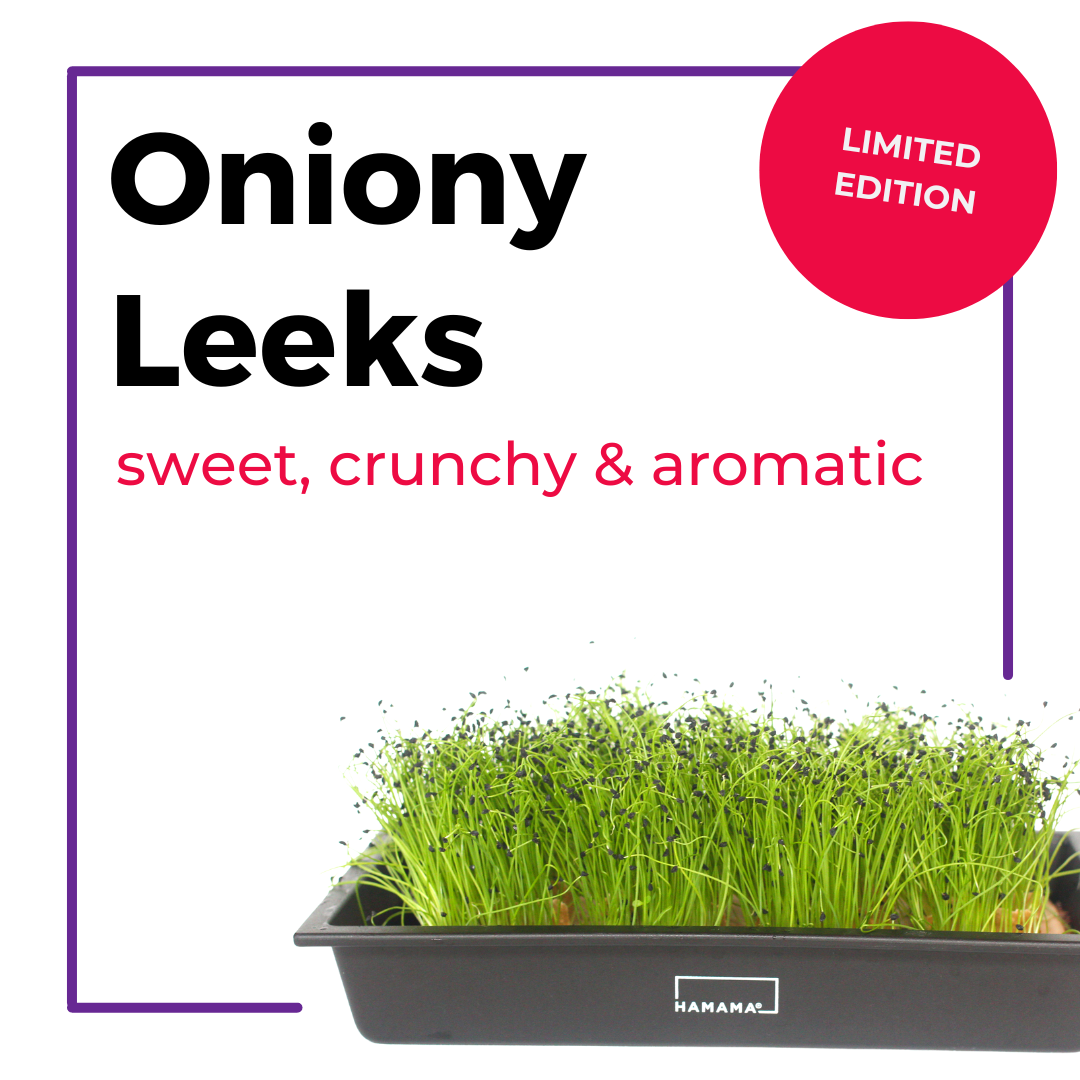 Oniony Leeks 10-Pack Seed Quilt Refill – Hamama