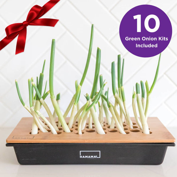 Case of 10 Green Onion Kits - Gift – Hamama